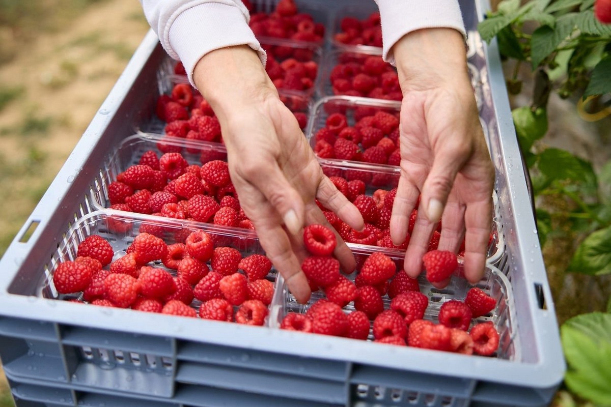 Sharpak and WB Chambers launch recyclable berry packaging with 17% less ...