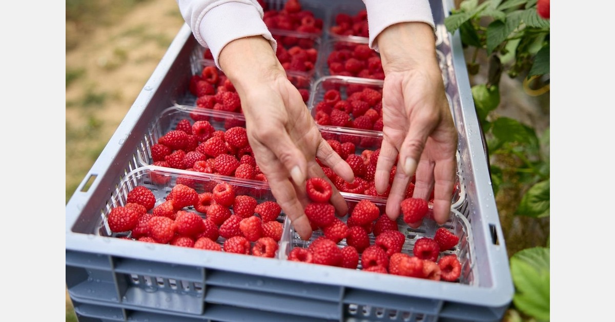 Sharpak and WB Chambers launch recyclable berry packaging with 17% less ...