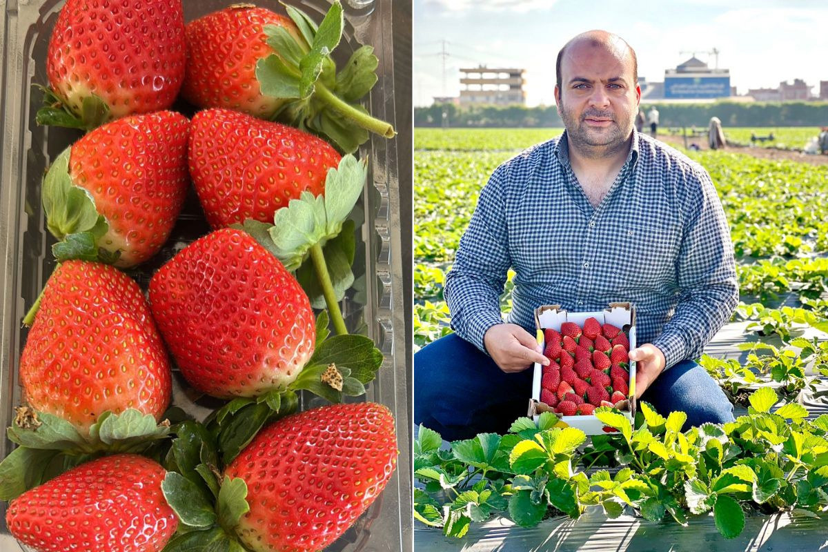 Why Egyptian strawberry prices have doubled this season