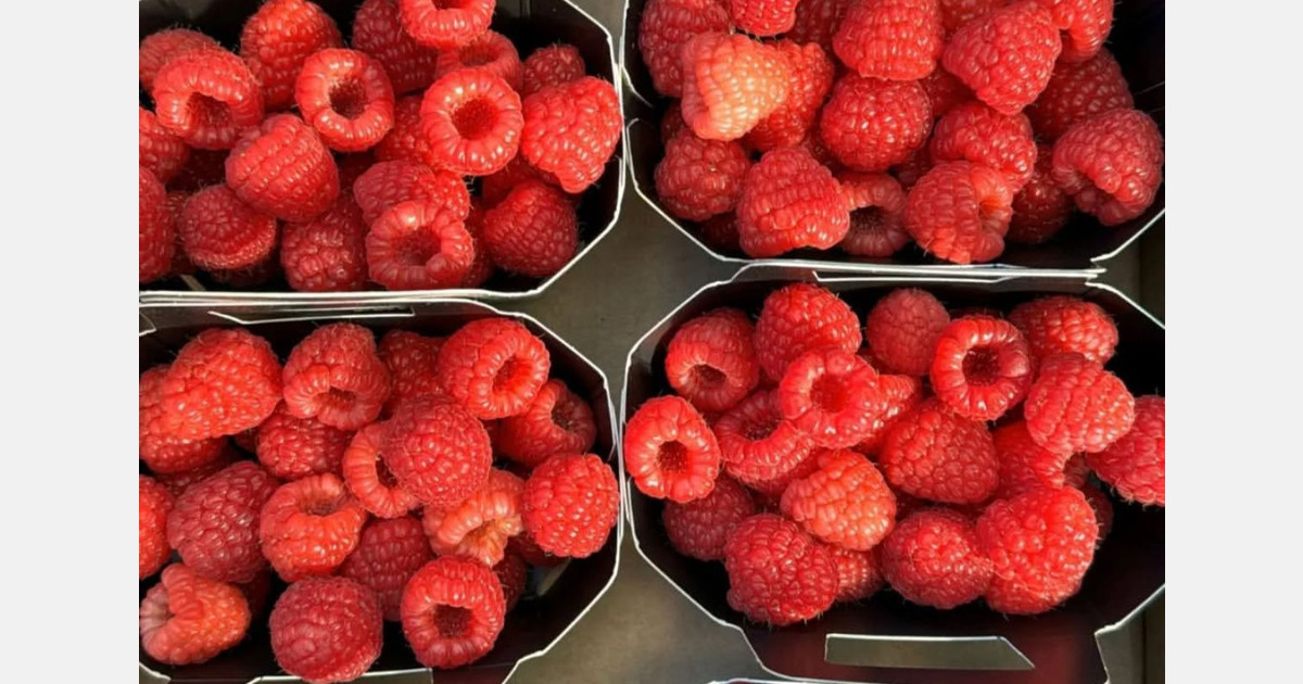 “Despite good prices this season, the raspberry industry is less ...