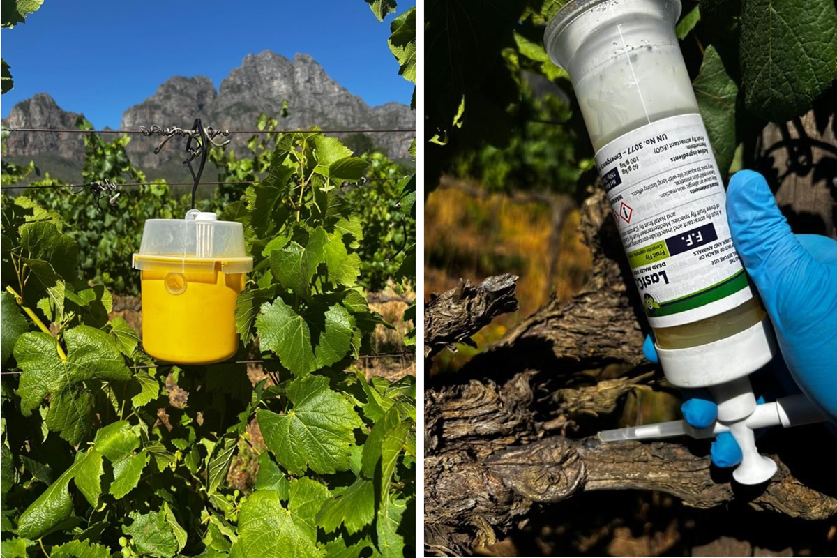 Mind control over insects