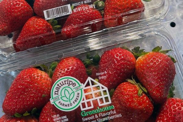 Greenhouse strawberry program set to quadruple this season