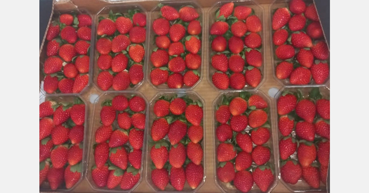 Good prospects for the Moroccan strawberry season despite lower volumes