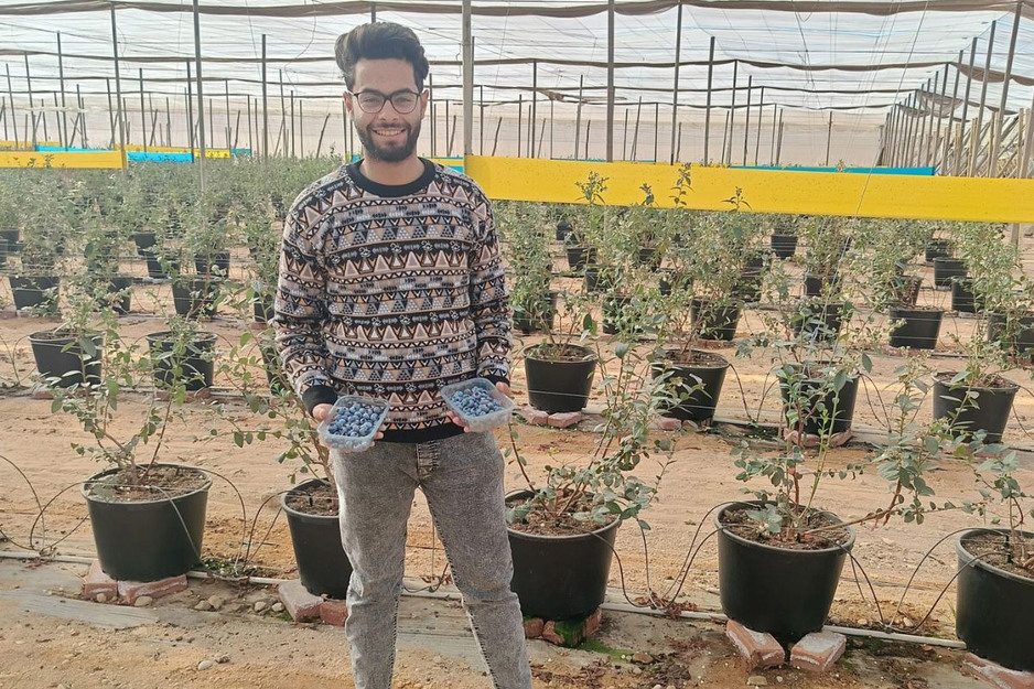Successful trials for blueberry growing in Egypt