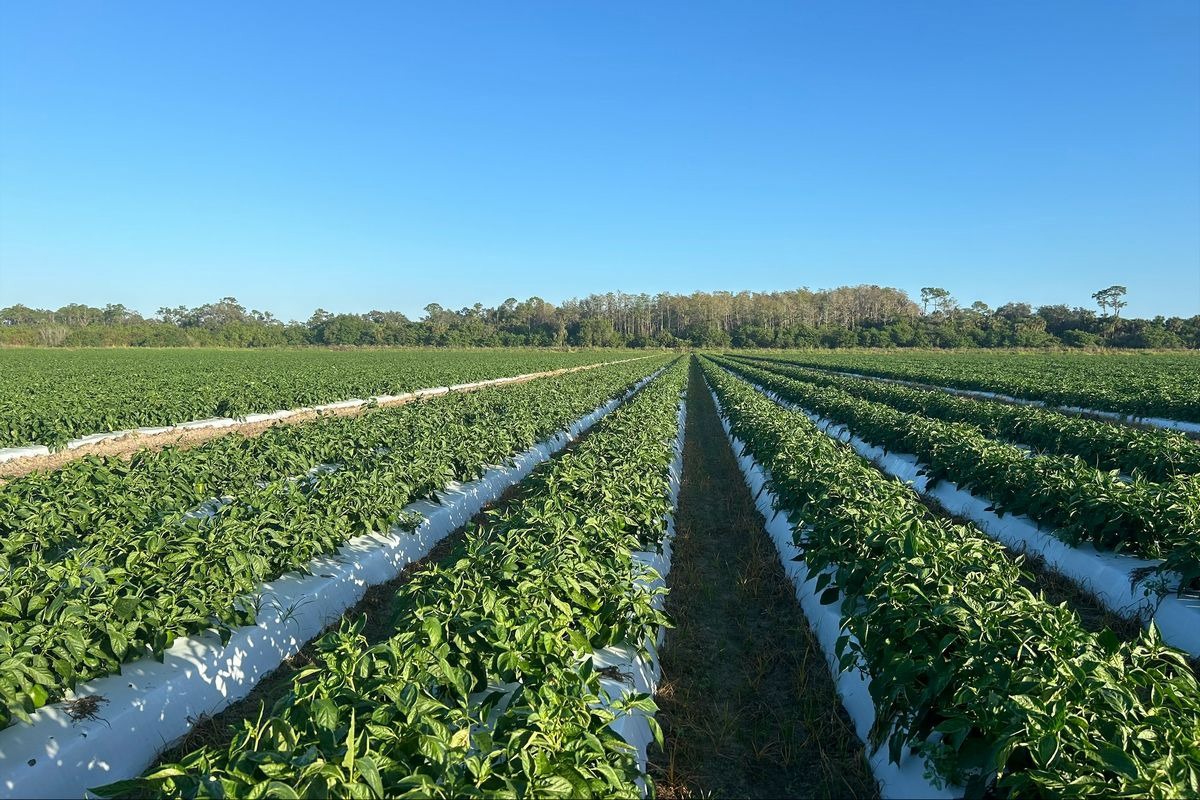 U.S. sweet peppers are bred for different growing regions and markets