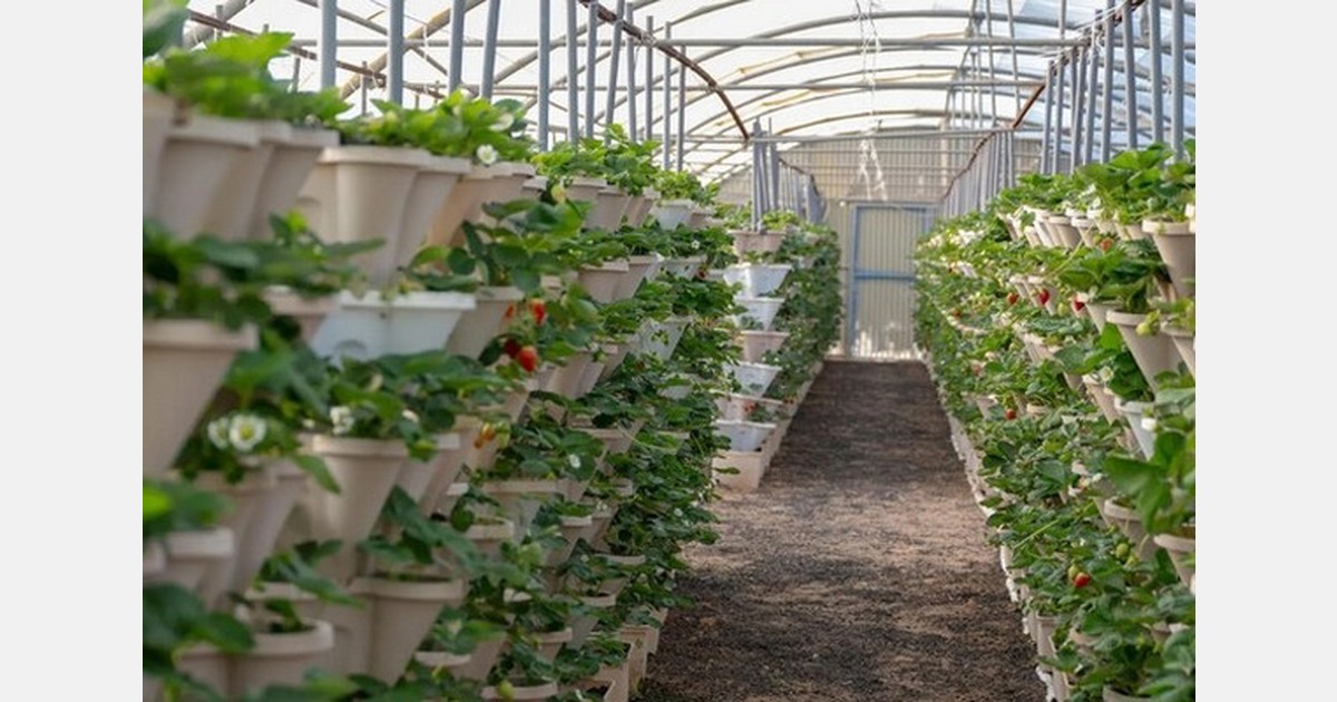 Qassim pioneers sustainable berry production in Saudi Arabia with ...