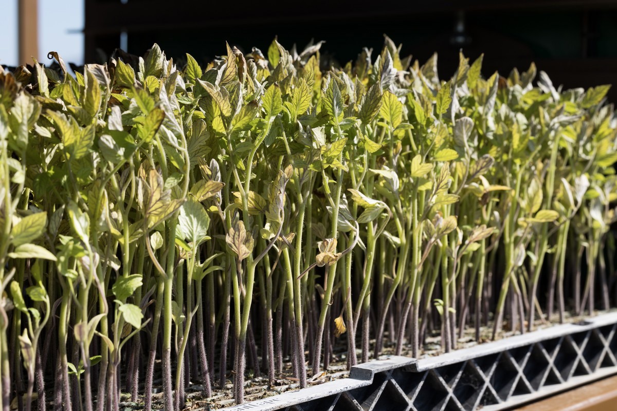 New automated tomato transplanter introduced