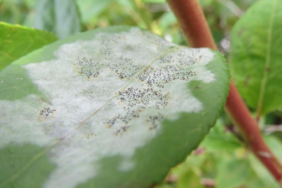Global spread and economic impact of powdery mildew in blueberries