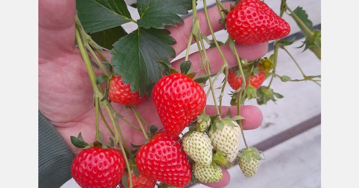 "We like to achieve 10-12 brix, but this has been very dependent on the ...