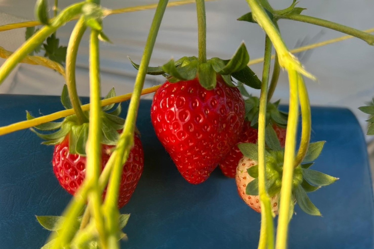 UK grown premium strawberry with a brix of 10 in December right through to May