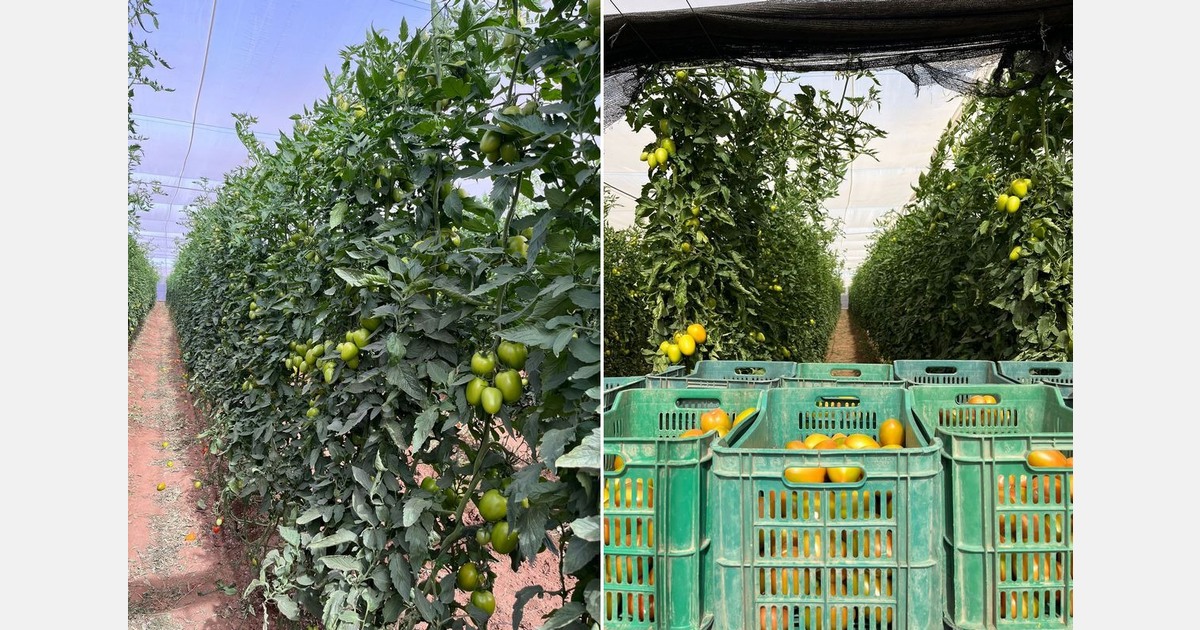New Roma tomato program from Sonora, Mexico, increases surety of supply