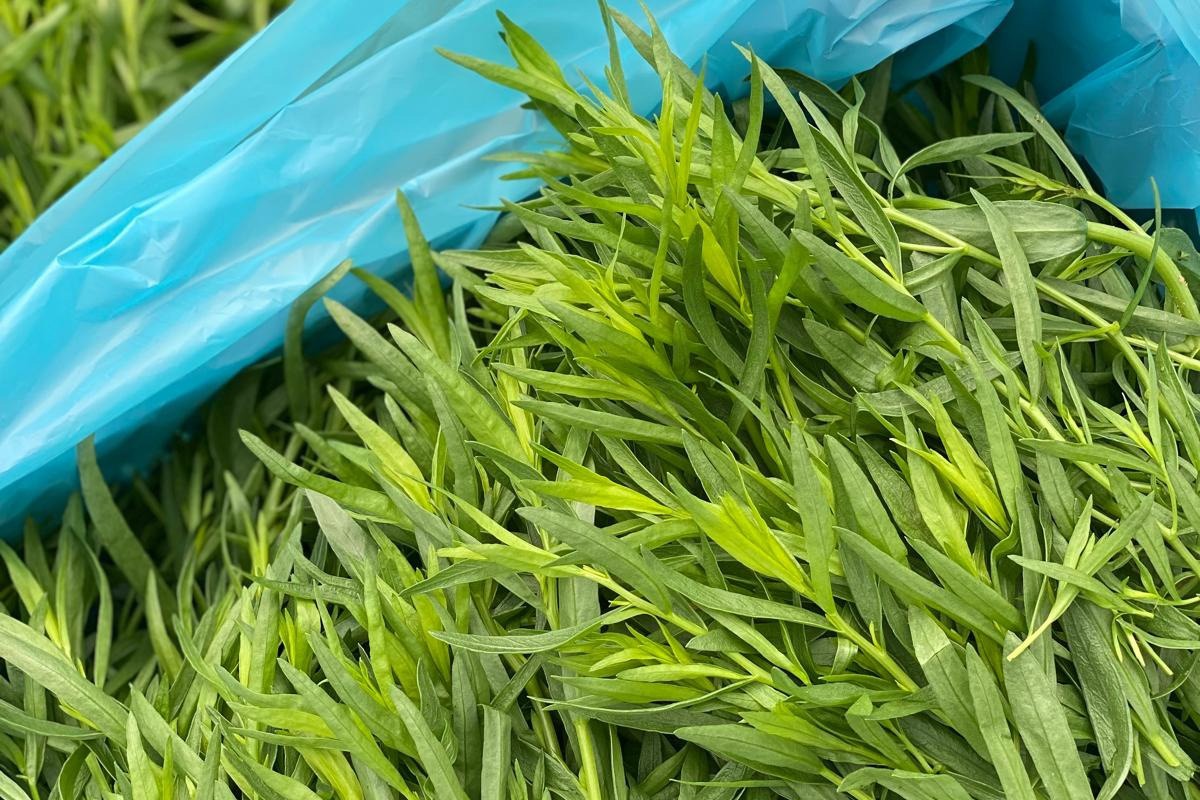 “Strong rise in herb exports”