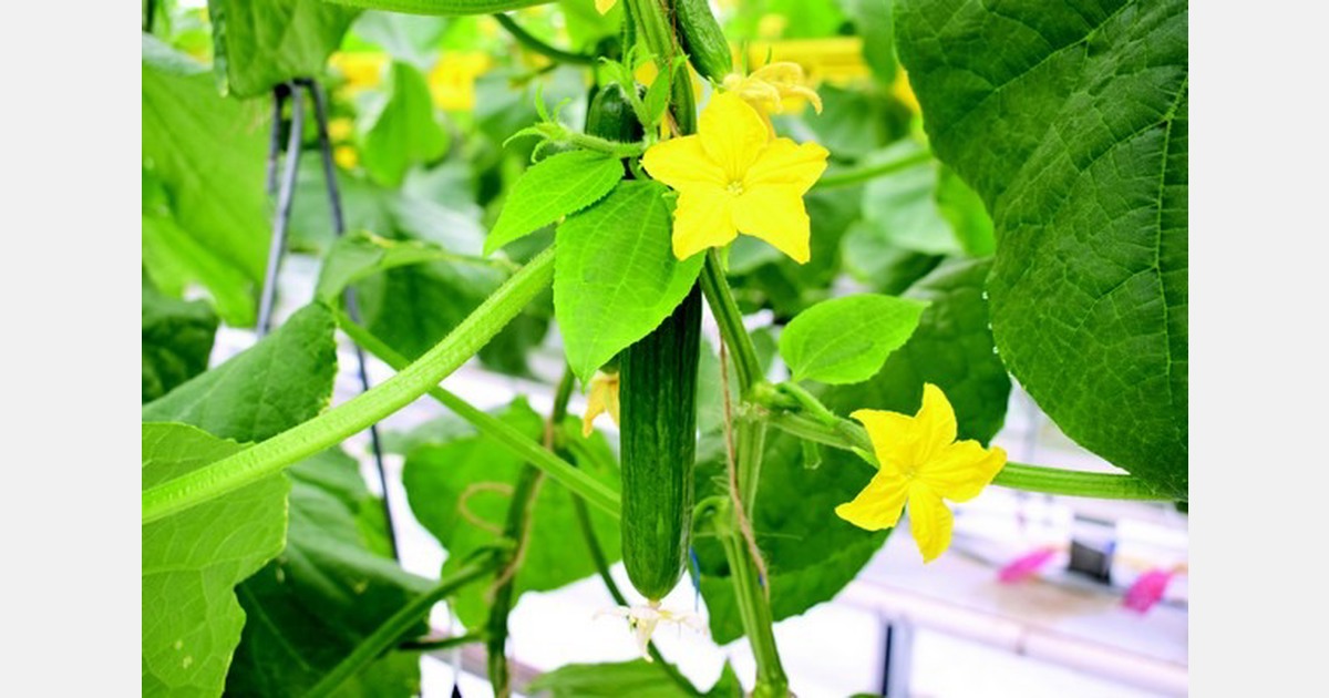 Tomato products step into spotlight at SEPC