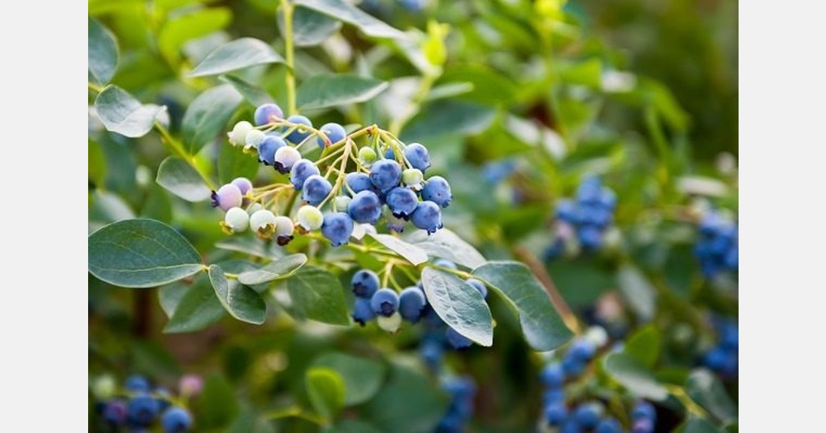 Australian berry industry reaches record $1.3 billion value as ...