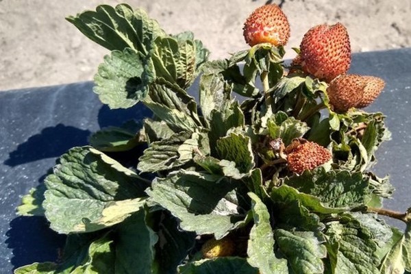 Two strawberry varieties that are better at resisting chilli thrips