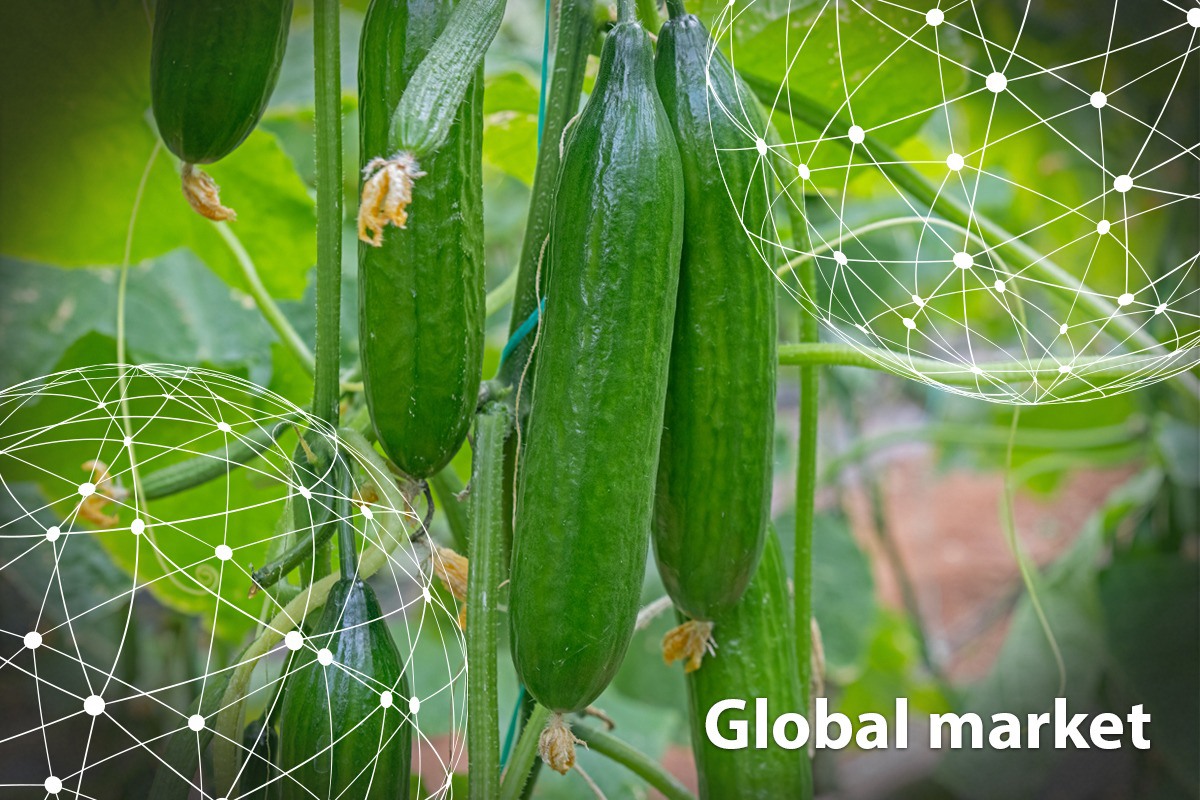 Global market overview: Cucumbers