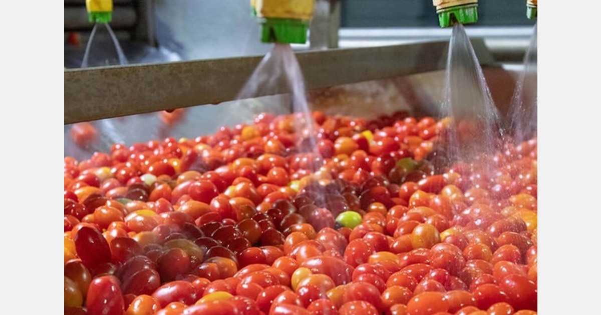 Florida tomato production steady amidst tariffs and demand challenges