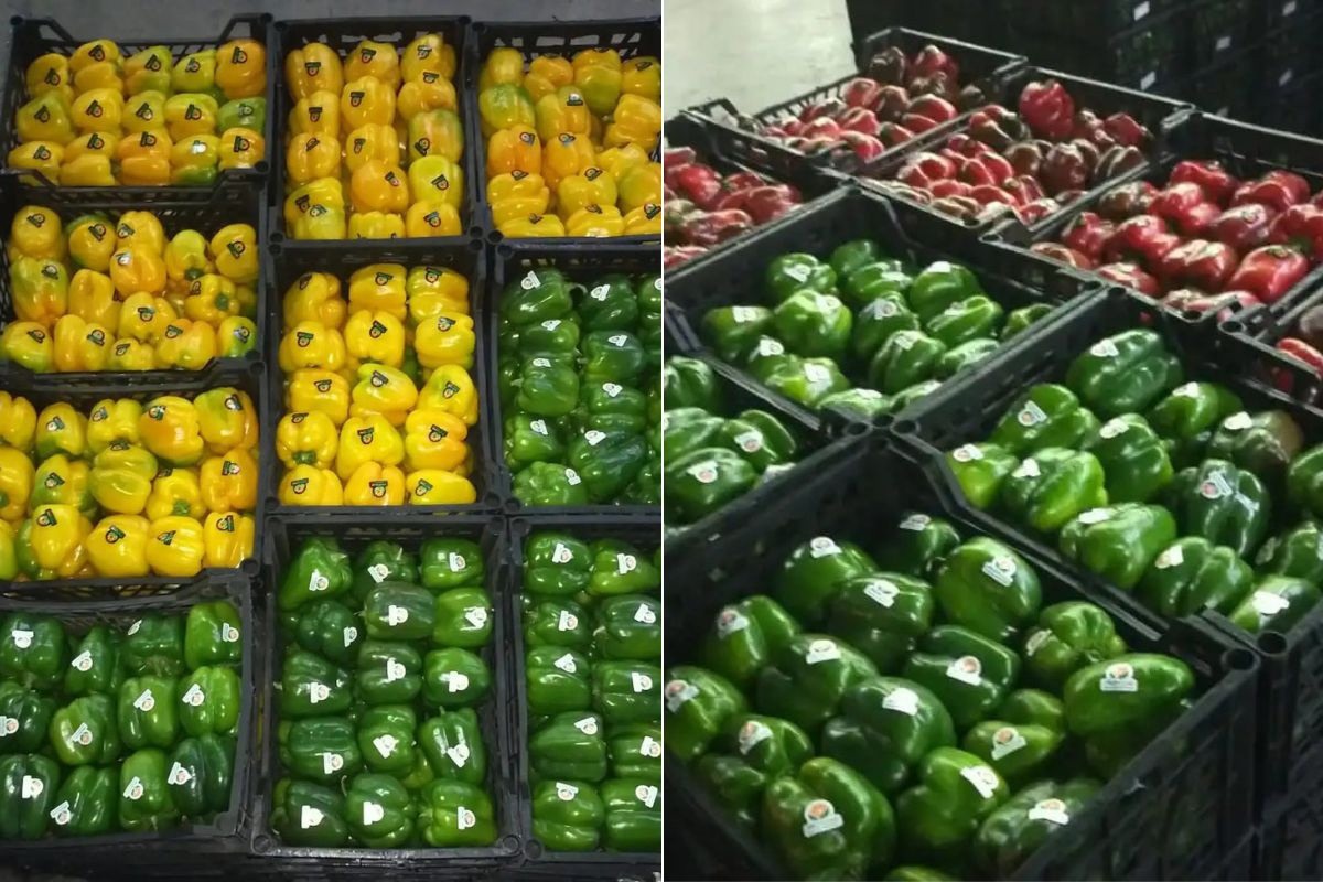 Faster shipping gives Egyptian peppers an edge on the European market