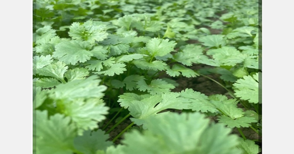 Dutch herb season starts with strong yields and indoor focus