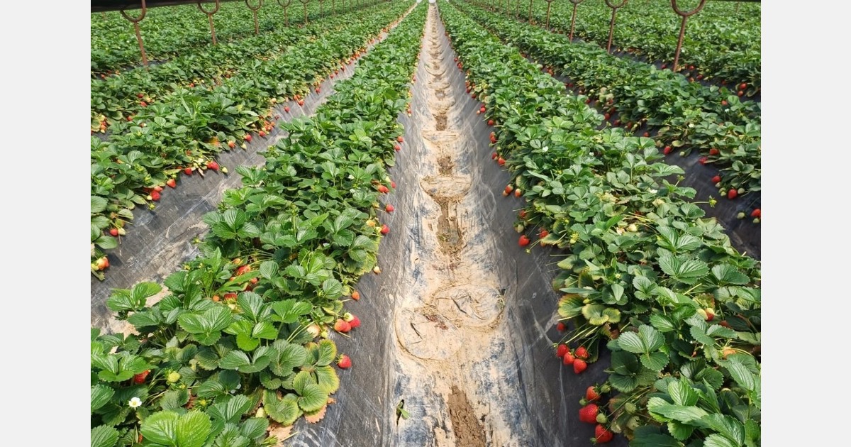 “Greek Victory crops are currently yielding 25–30 tons of strawberries ...