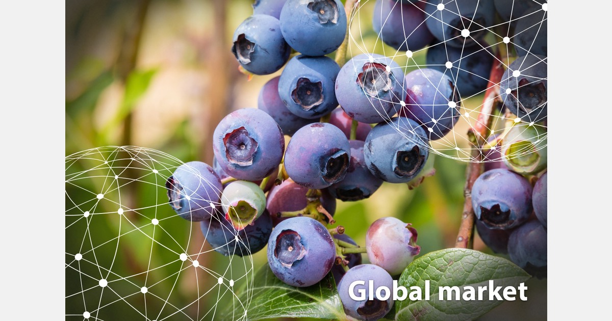 Global market overview blueberries