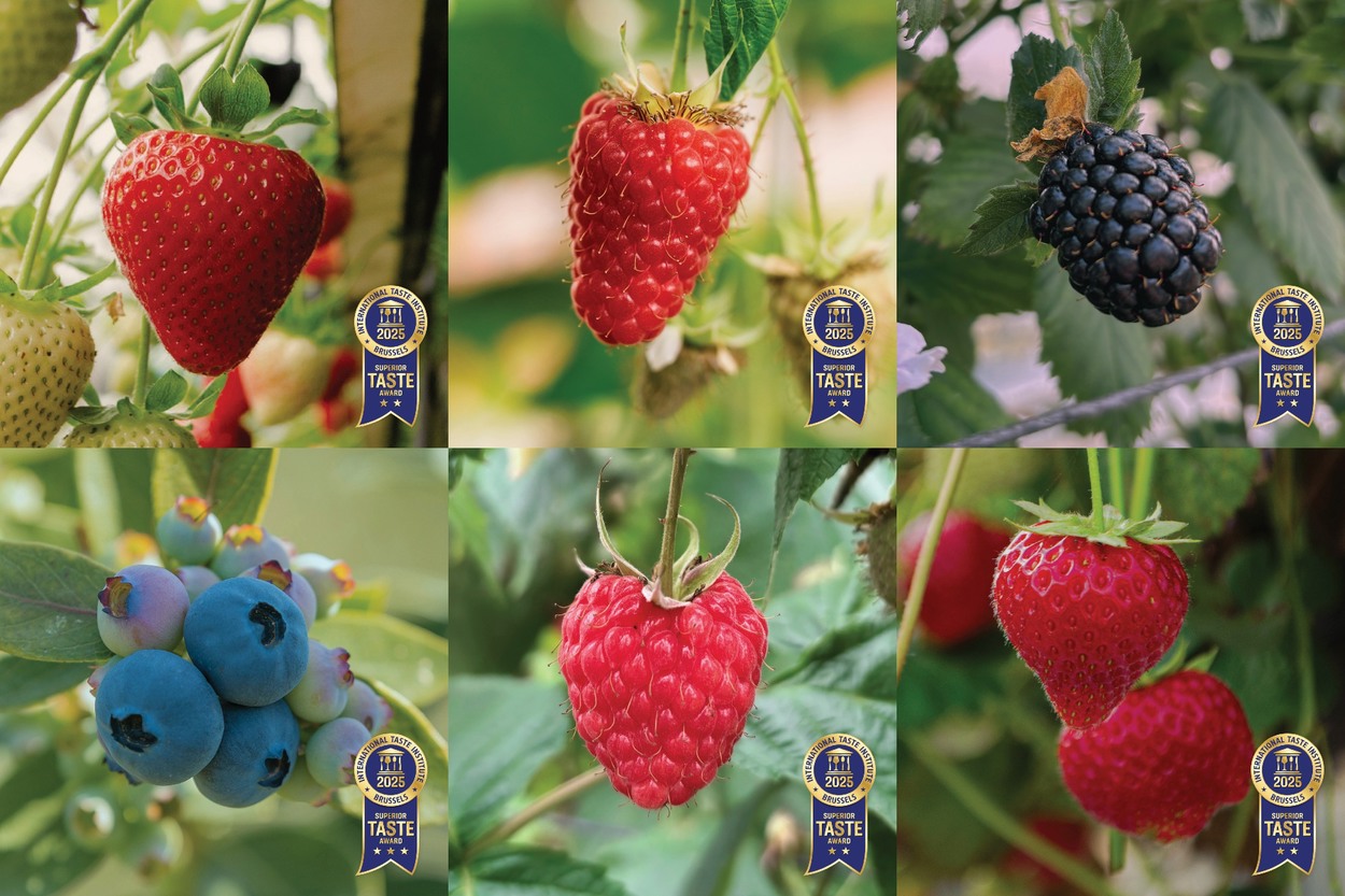 BerryWorld celebrates wins across the full berry portfolio at 2025 ...