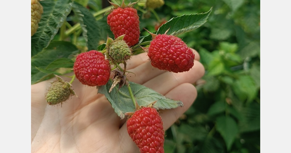 “Raspberries are the ideal crop for staying productive and in contact ...