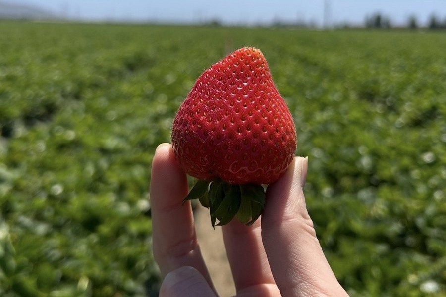 More strawberry supply amidst Salinas-Watsonville peak