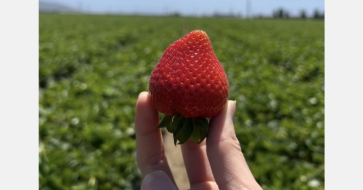More strawberry supply amidst Salinas-Watsonville peak