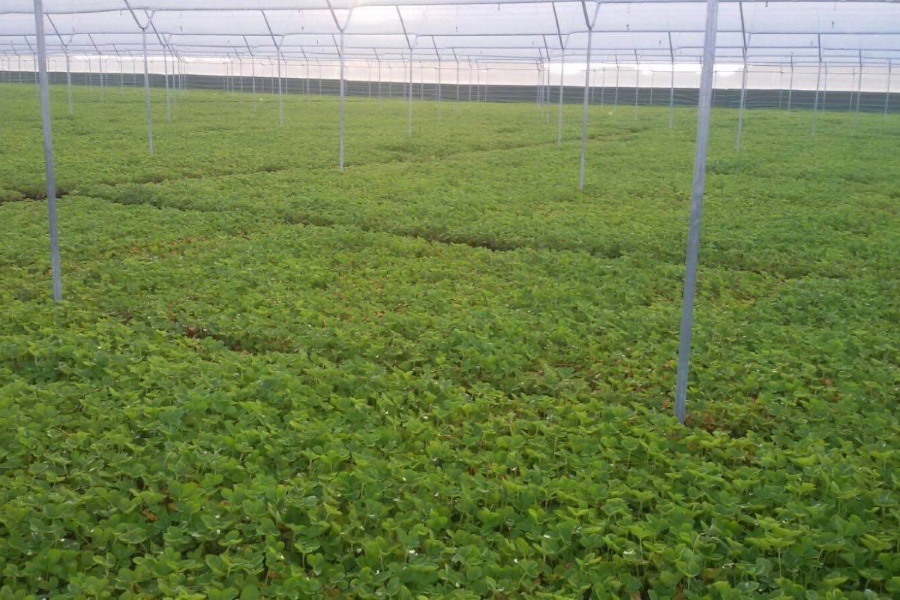 “Arwen seedling orders have quadrupled this summer”