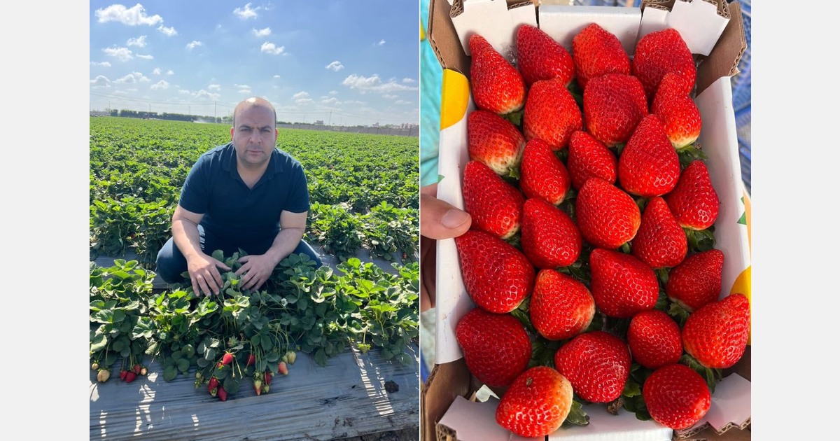 Egyptian strawberry growers are preparing for an abundant upcoming season