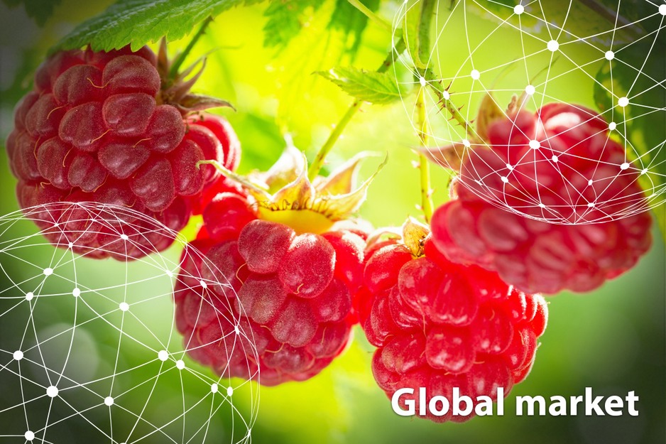Global market overview: raspberries