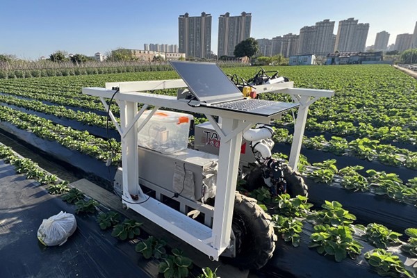 U.S. researchers test robotic strawberry harvester