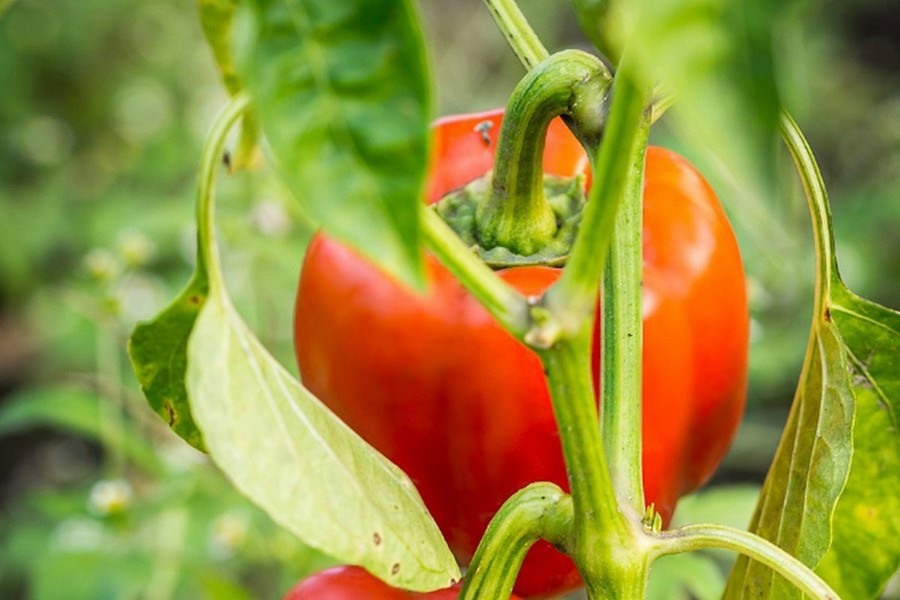Mexico kicks off bell pepper production