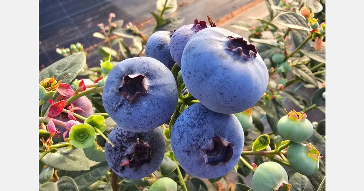 Early Moroccan blueberries hit the market
