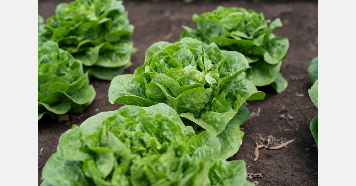 Australia aims to boost vegetable intake by 2030