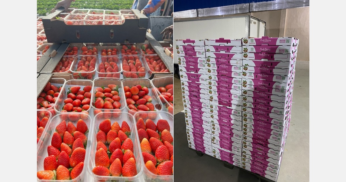 Higher supply brings prices for Egyptian strawberries down