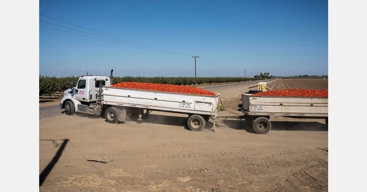 Study links heat and traffic to minor tomato losses in California