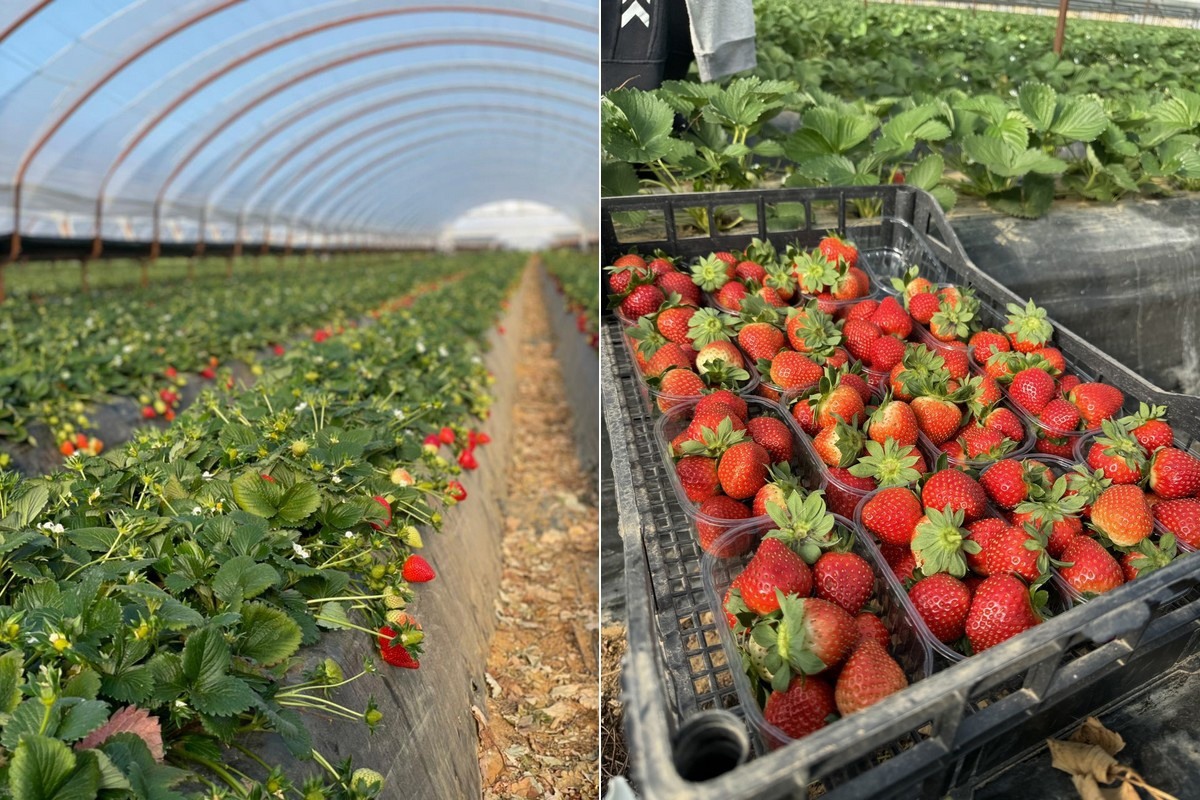 Early start for Greek strawberry campaign