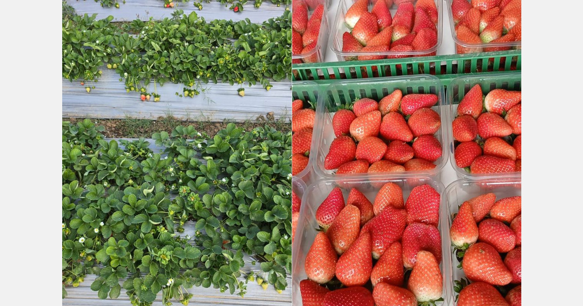 Prices for fresh Egyptian strawberries stabilize after a difficult ...