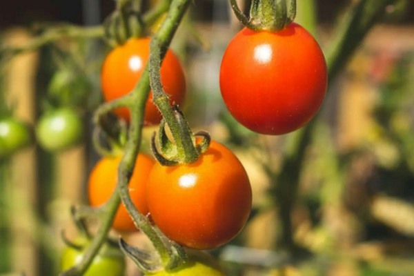 Tomato prices expected to level out with better supply