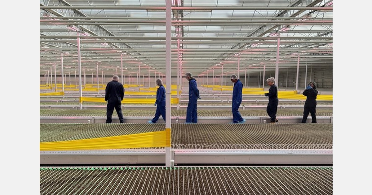 Looking back on first year in Ontario greenhouse greens