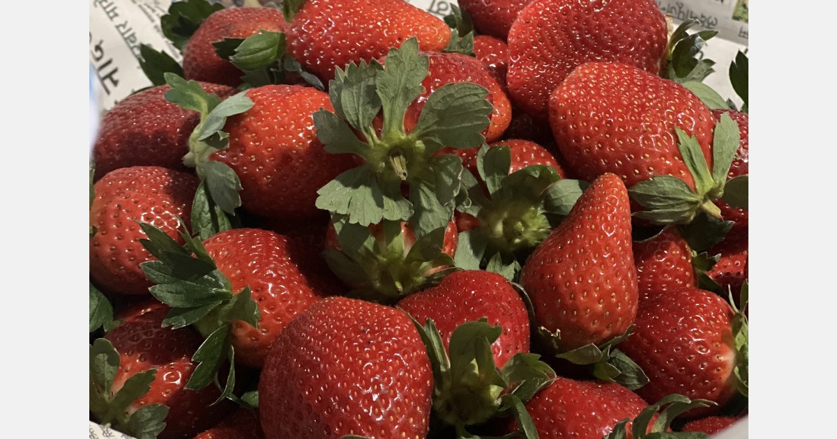 "Strawberry breeders take interest in India but propagation risks stall ...