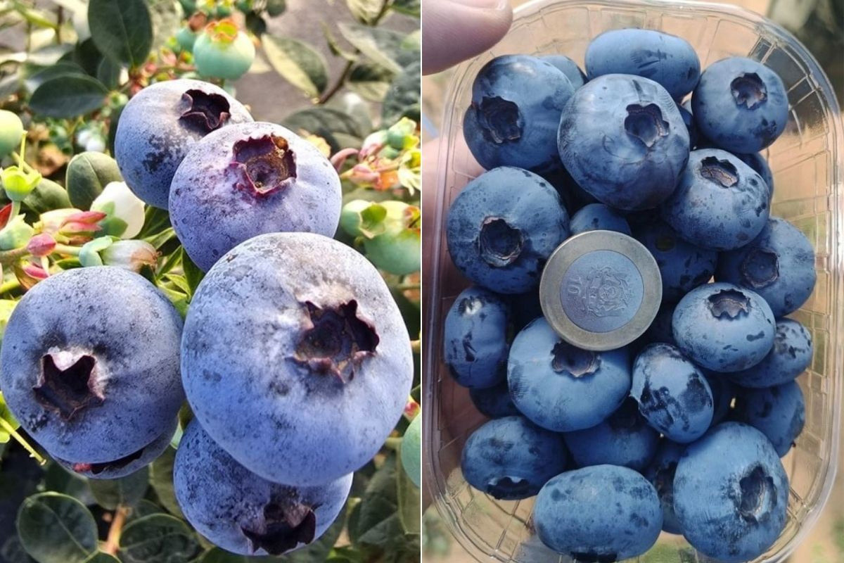 Moroccan blueberries hit the market