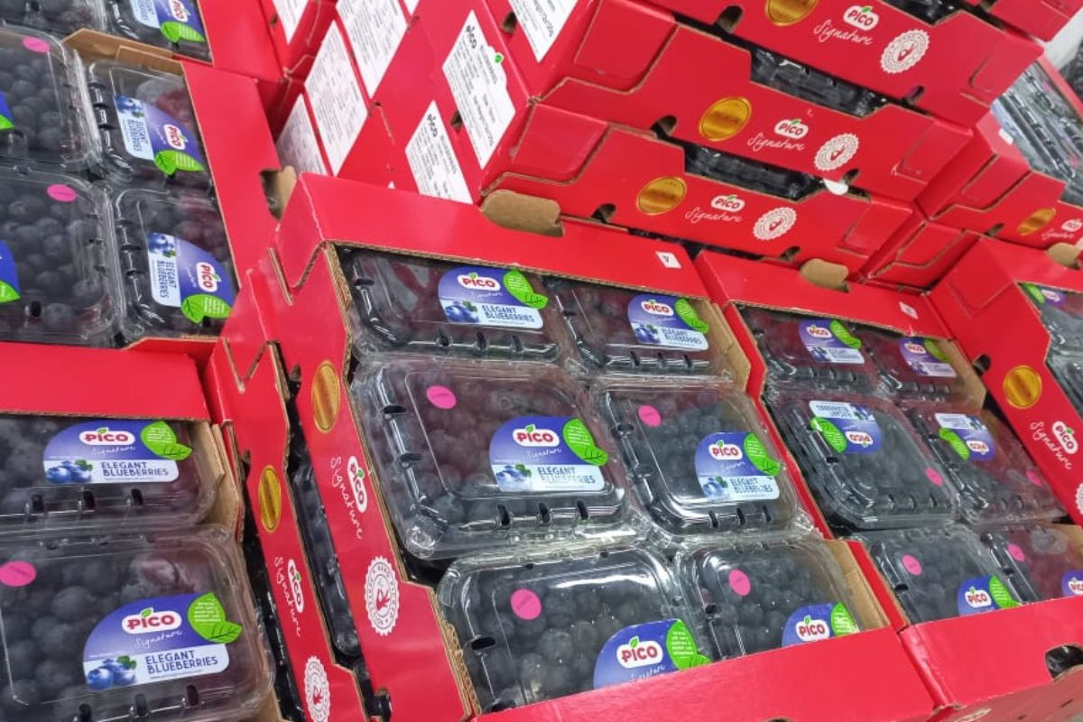 Egyptian blueberry season kicks off