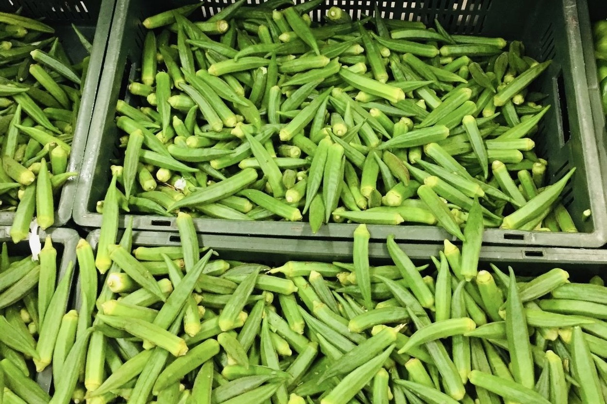 “Newer Indian okra varieties target UK and North America”