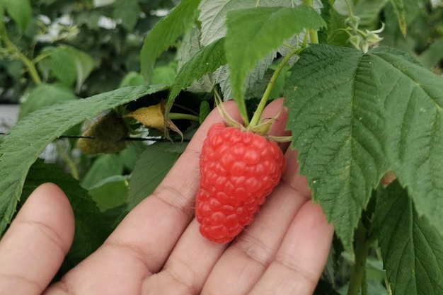 raspberry fruit in india