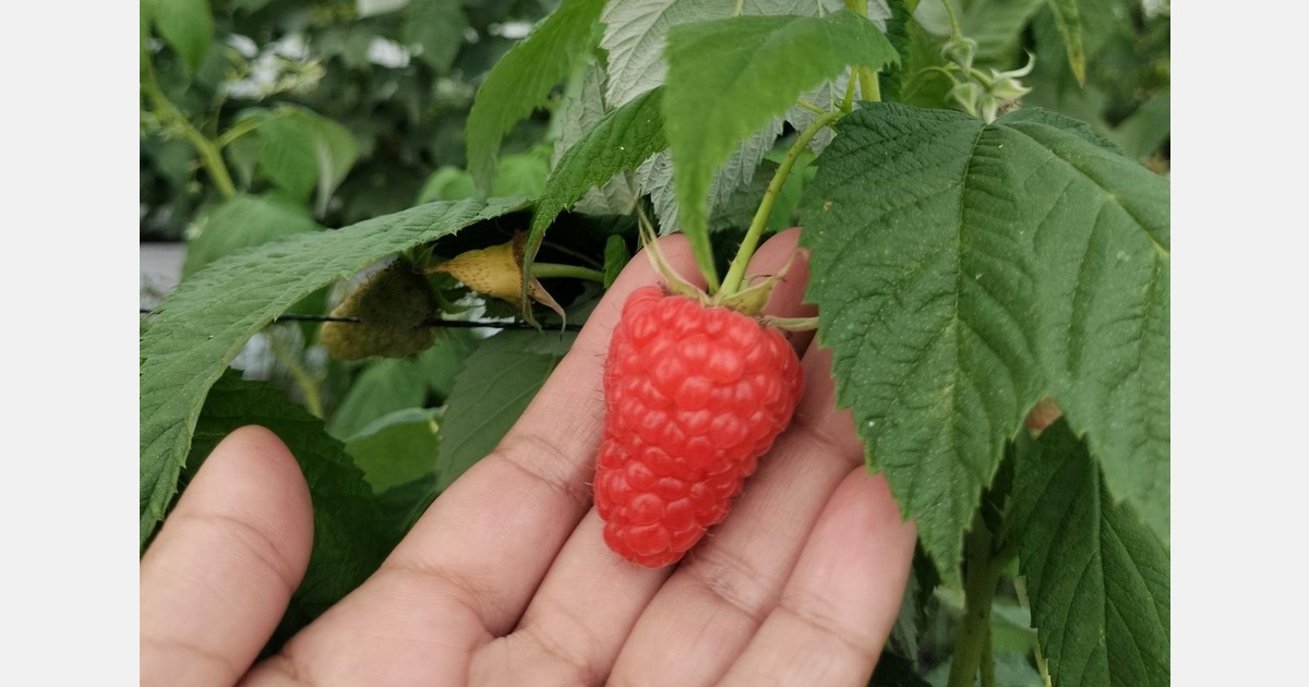 Spanish Malaika raspberry plantings expand to 200 hectares