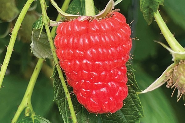 raspberry fruit in india