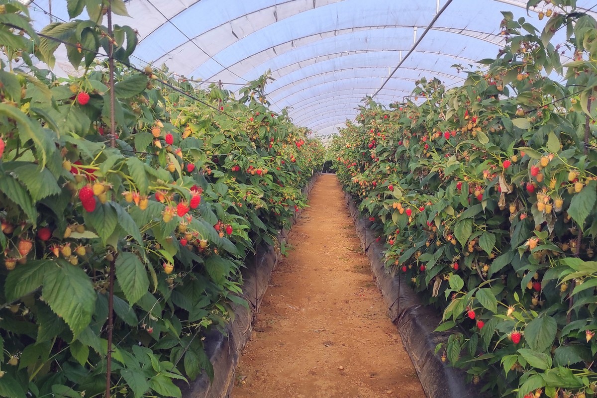 Spanish Malaika raspberry plantings expand to 200 hectares